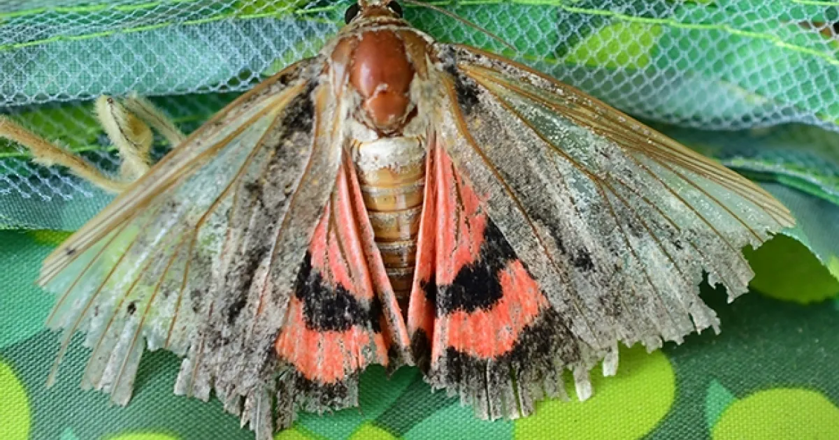 To Be an Underwing Underfoot | UC Agriculture and Natural Resources