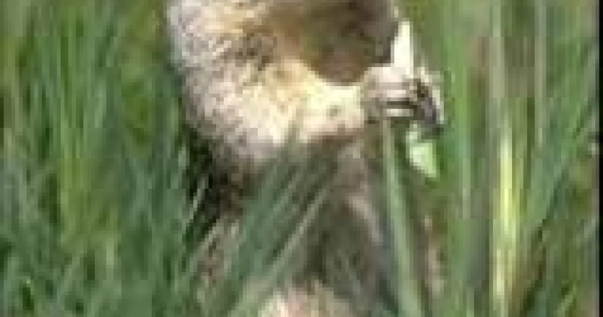 Vertebrate Pest Control Workshop | UC Agriculture and Natural Resources