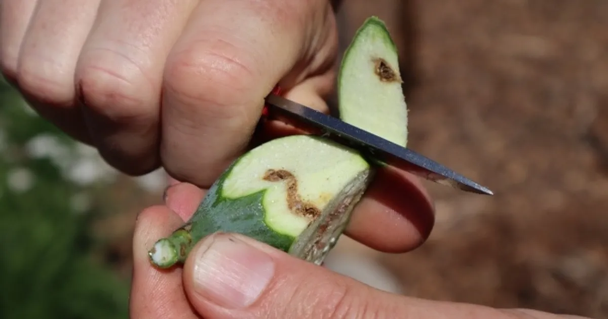 Watch for Fig Fly | Topics in Subtropics