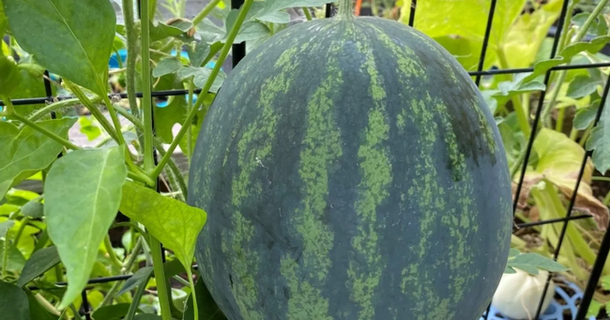 Mini Love Watermelon | UC Agriculture and Natural Resources