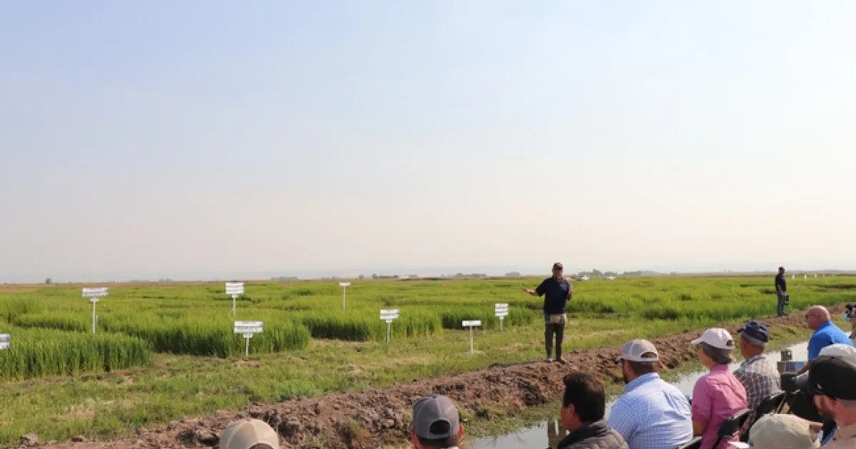 California Rice Field Day is back! | UC Agriculture and Natural Resources