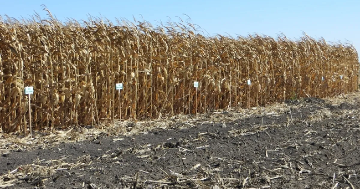 2021 Field Corn Variety Trial Results | UC Agriculture and Natural ...