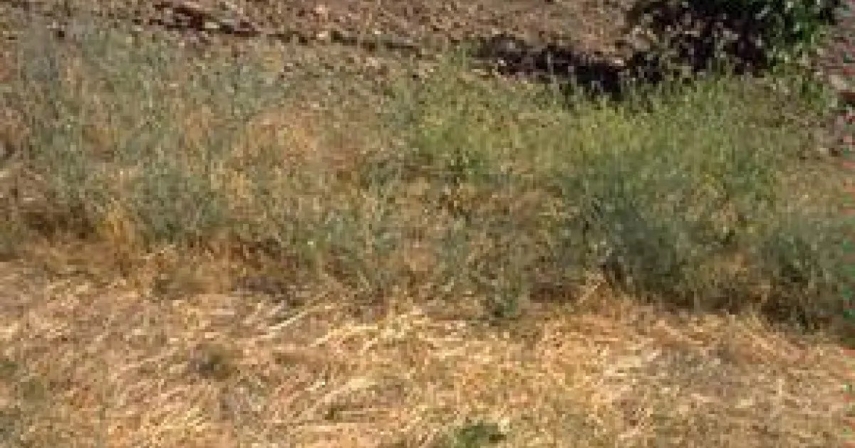 Using Native Plants as Cover Crops | UC Agriculture and Natural Resources