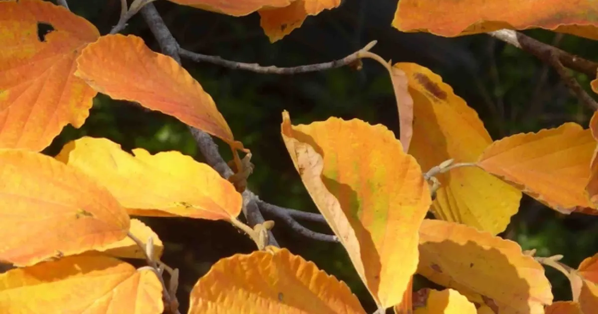 The Season of Bright Leaf Color | UC Agriculture and Natural Resources