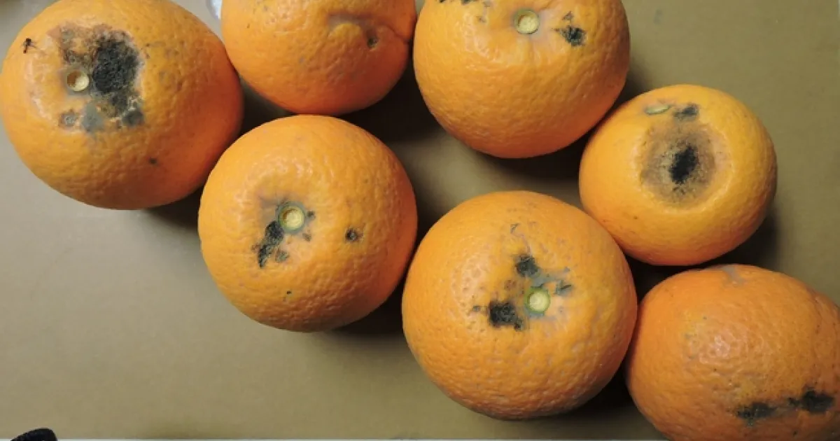 Satsuma Rind Breakdown | UC Agriculture and Natural Resources