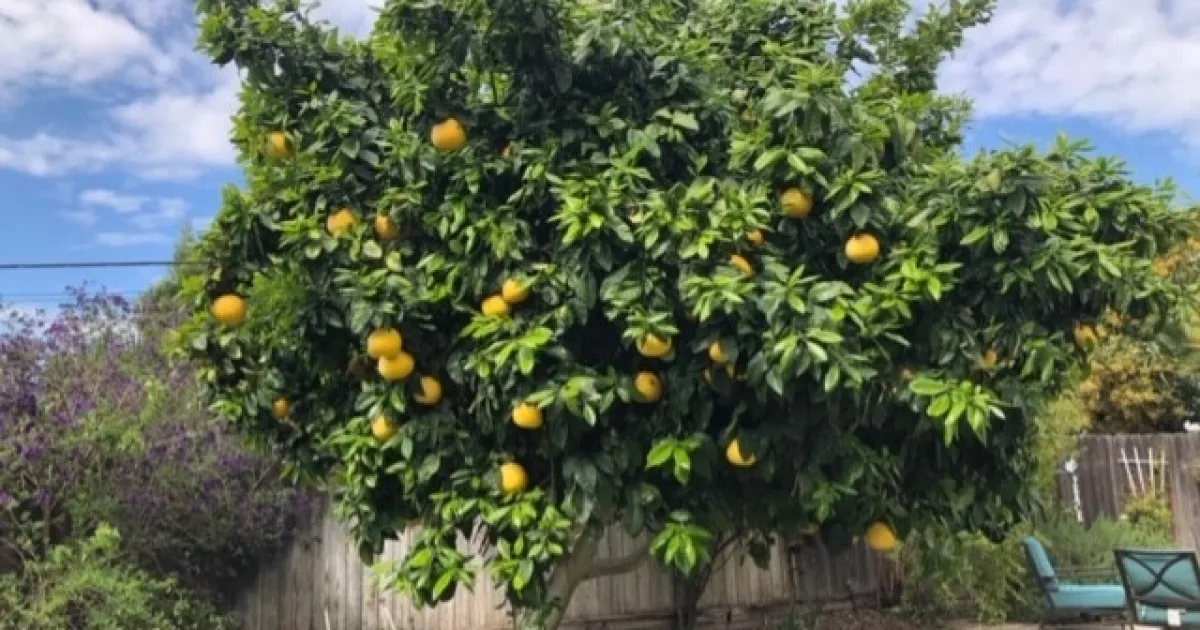 Growing Citrus in Your Garden | UC Agriculture and Natural Resources
