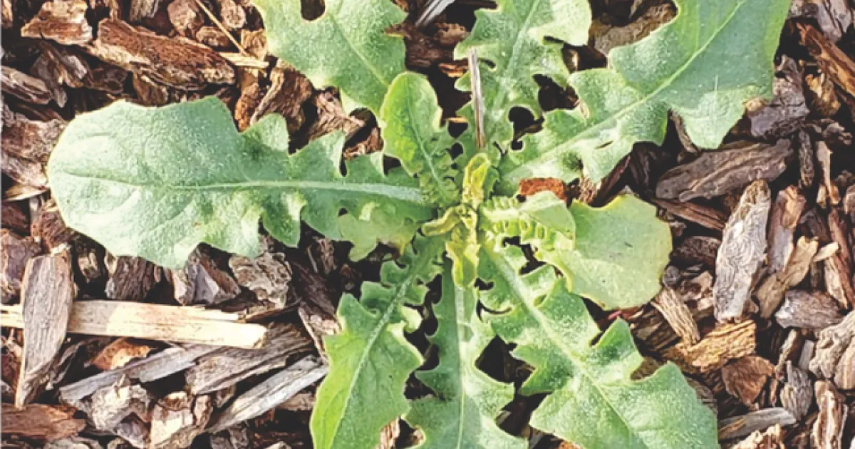 Weed Identification and Management | UC Agriculture and Natural Resources