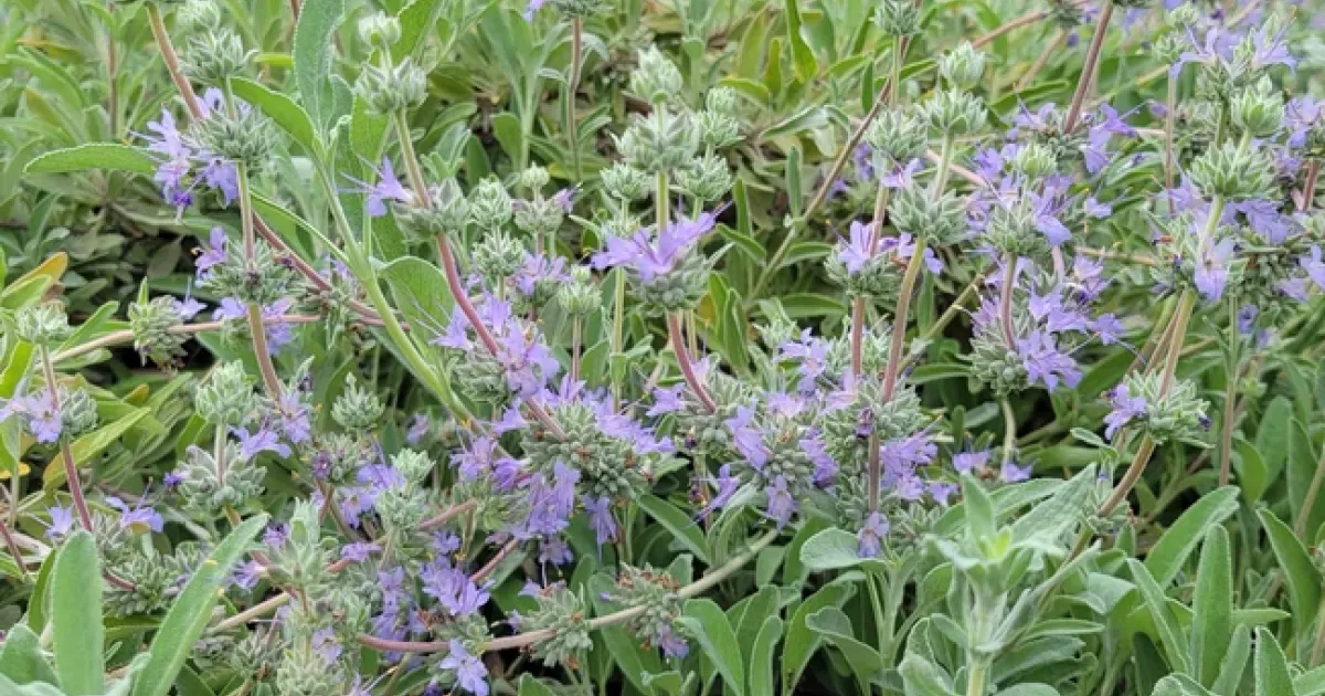 Spring Blooming Natives | UC Agriculture and Natural Resources