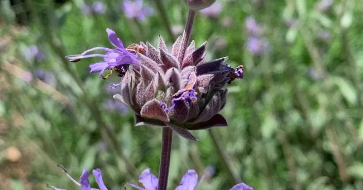 Every Yard Counts! Altacal Audubon’s Neighborhood Habitat Certification ...