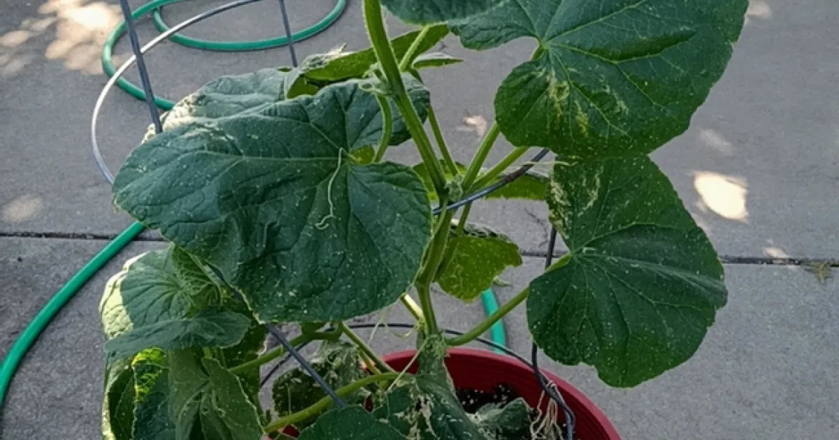 Growing Japanese Cucumbers | UC Agriculture and Natural Resources