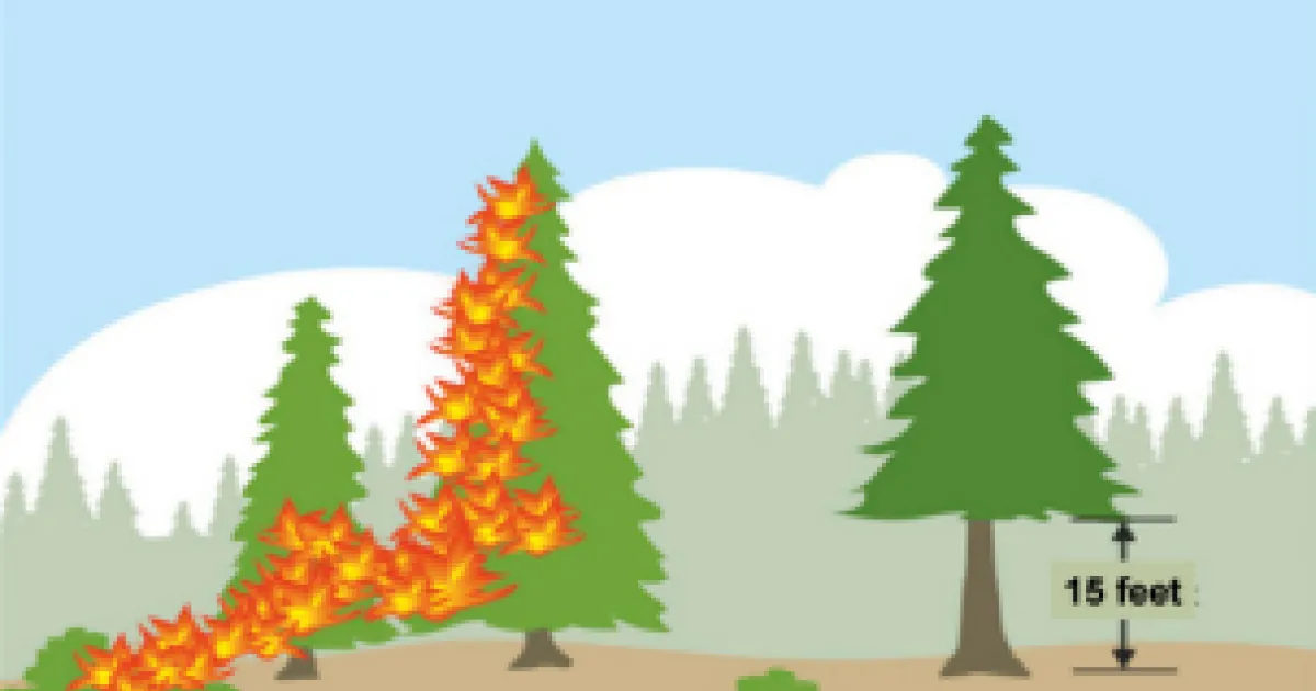 Firewise Gardening Strategies | UC Agriculture and Natural Resources