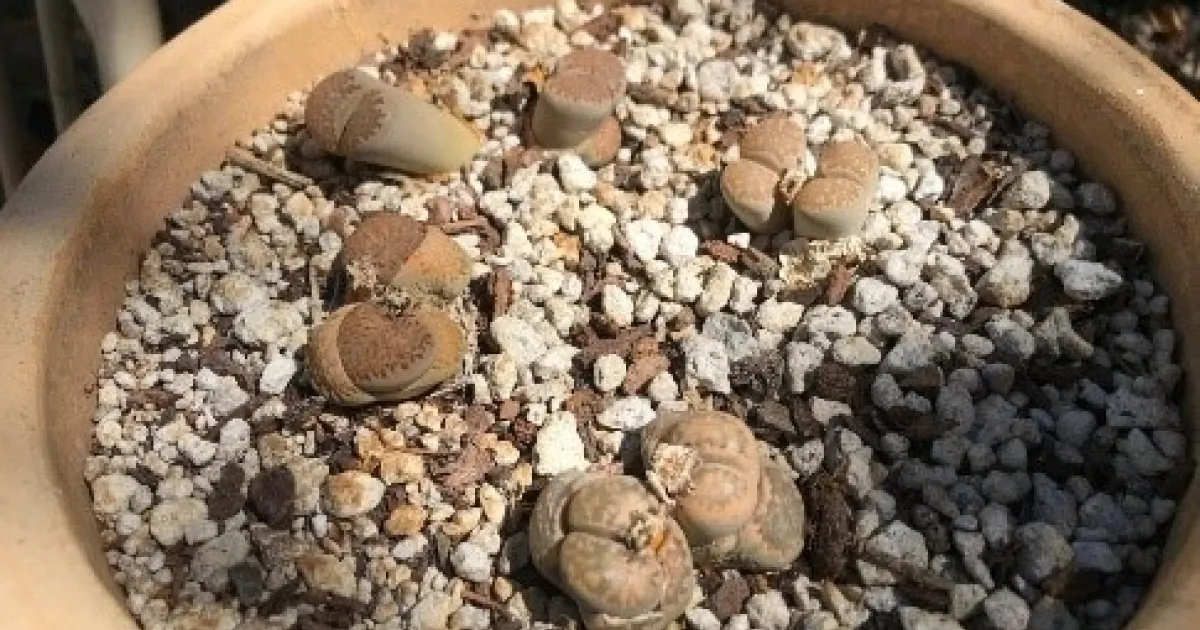 Living Pebbles-Lithops! | UC Agriculture and Natural Resources