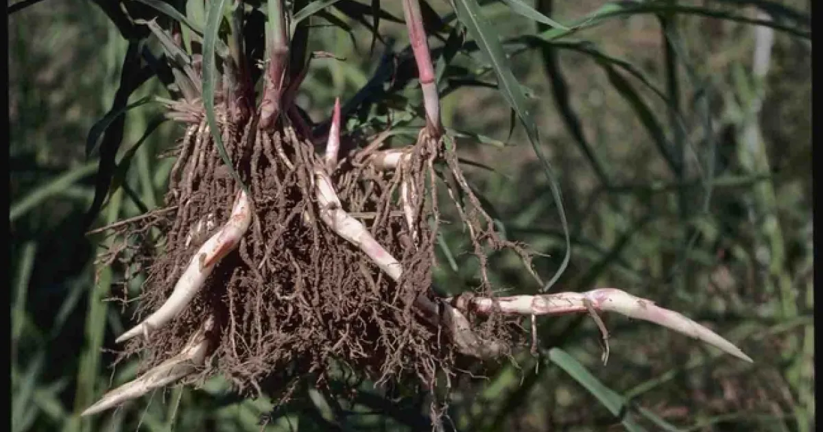 Managing Johnsongrass, a Legendary Weed! | UC Agriculture and Natural ...