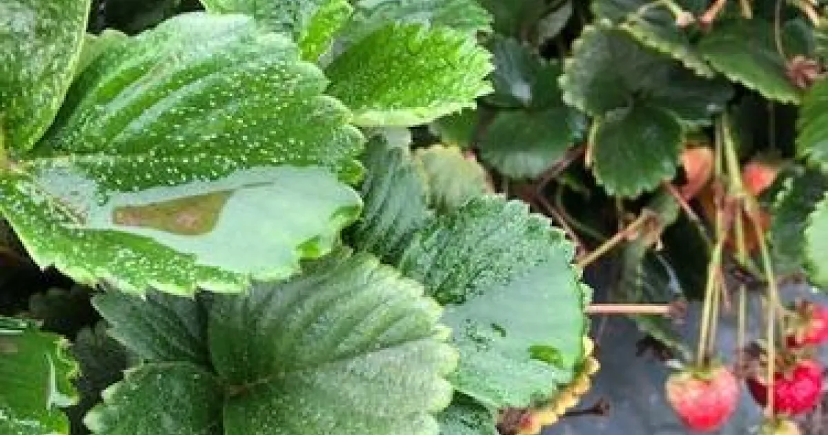 Thinking through the Effect of Dew on Spray Efficacy | UC Agriculture ...