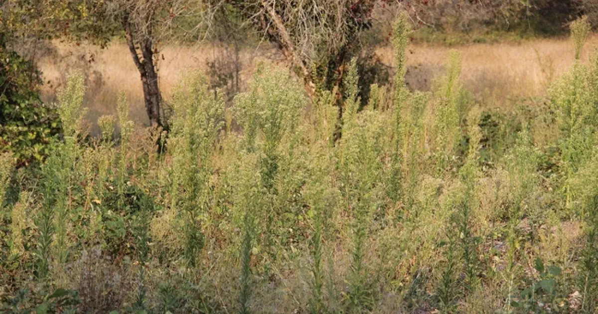 What's that Weed? | UC Agriculture and Natural Resources