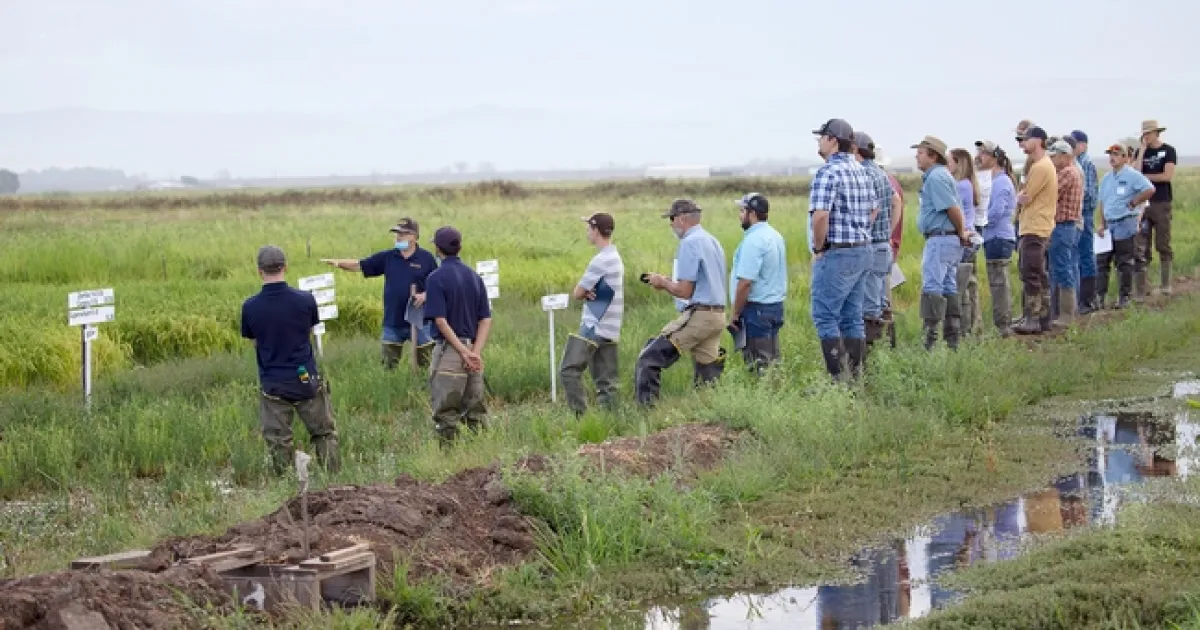 Annual California Rice Field Day | UC Rice Blog