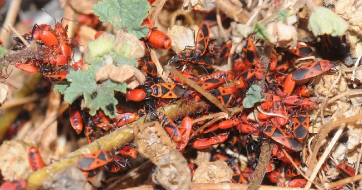 Red Bug All Over | UC Agriculture and Natural Resources