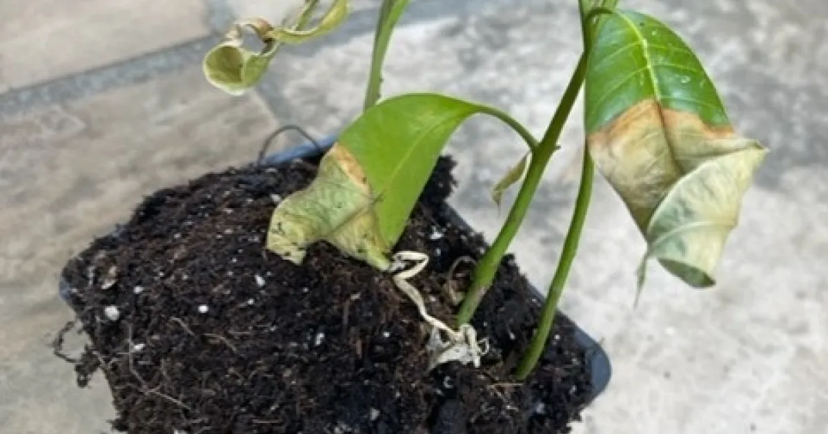 Mango Experiment Uc Agriculture And Natural Resources