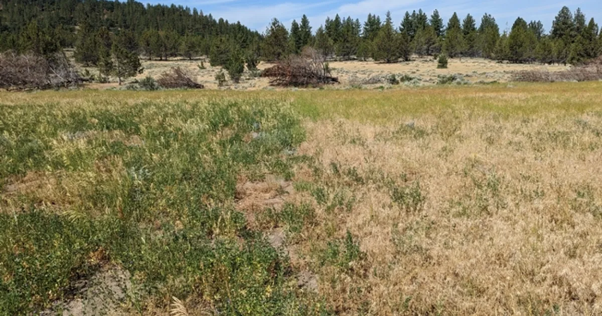 Dryland Pasture and Indaziflam-A Case Study | UC Agriculture and ...