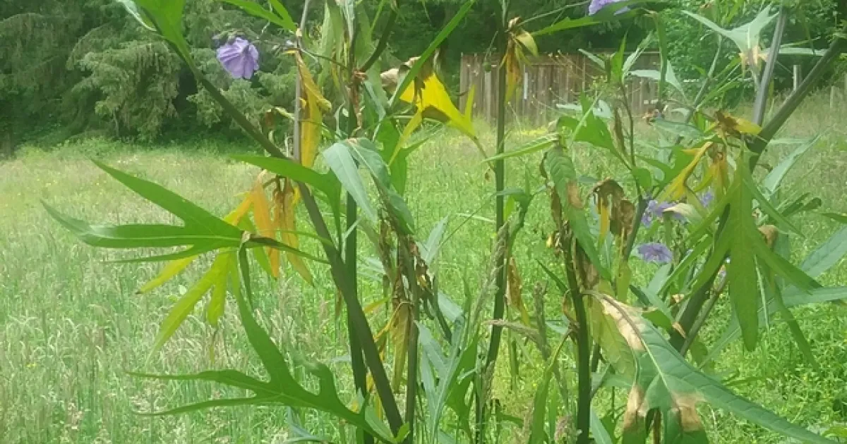 Mystery Plant ID | UC Agriculture and Natural Resources