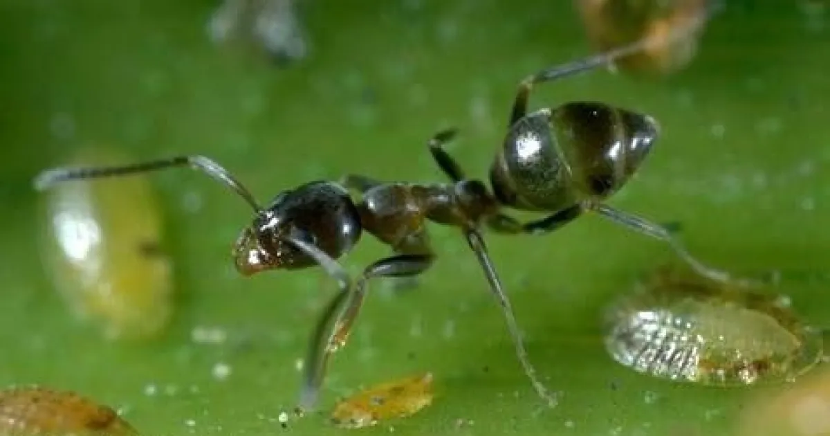 Argentine Ants!!!!!!!!!! | Topics in Subtropics