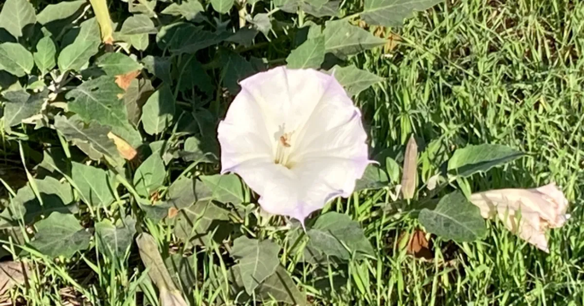 Scary Plant! | UC Agriculture and Natural Resources