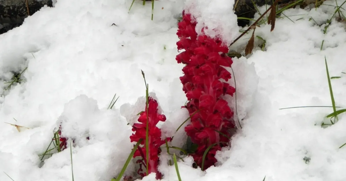 Vampire plants! | UC Agriculture and Natural Resources