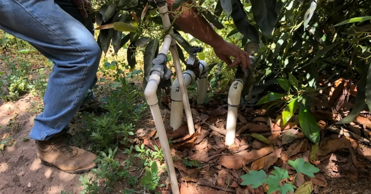 Avocado Irrigation Workshop Notes | UC Agriculture and Natural Resources