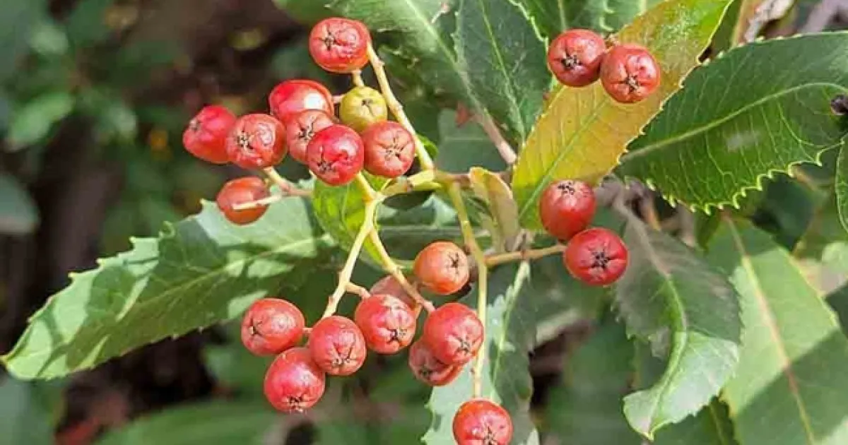 Native Plants that Thrive in Chico: Large Shrubs and Small Trees | UC ...