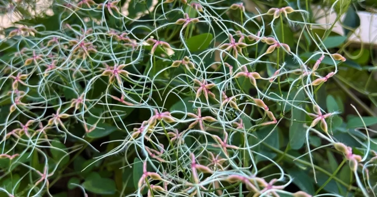 Mystery Plant Identification | UC Agriculture and Natural Resources