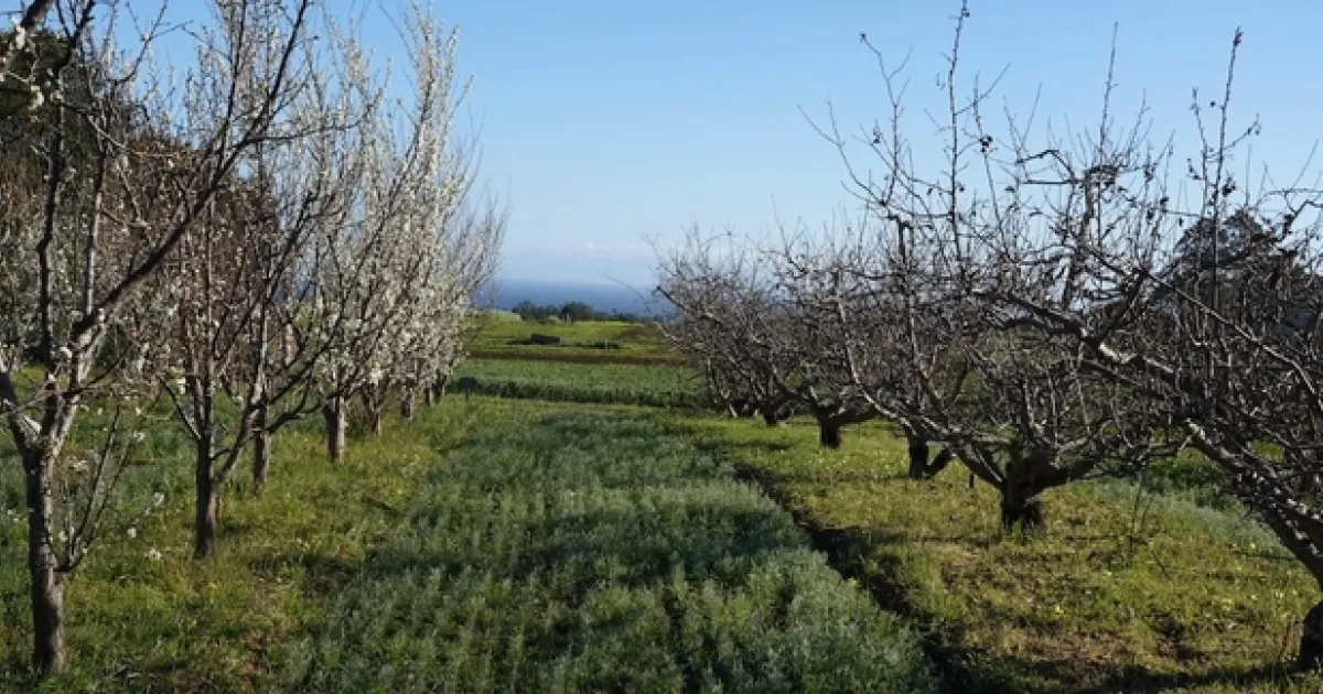 Deciduous Fruit Tree Production Course | UC Agriculture and Natural ...