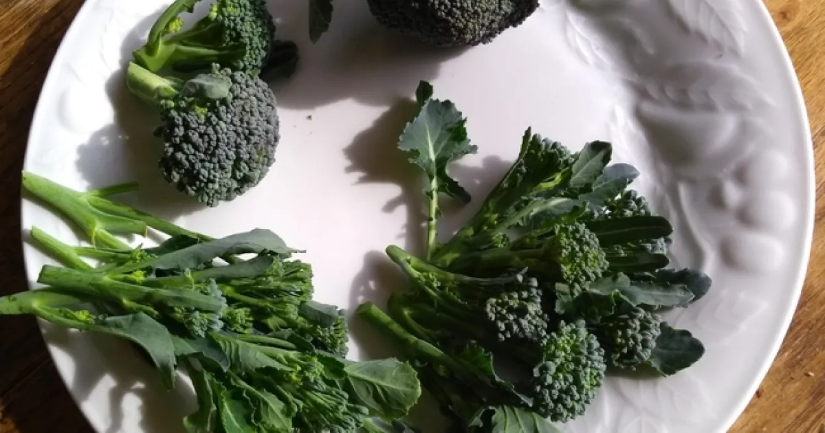 The broccoli trials | UC Agriculture and Natural Resources