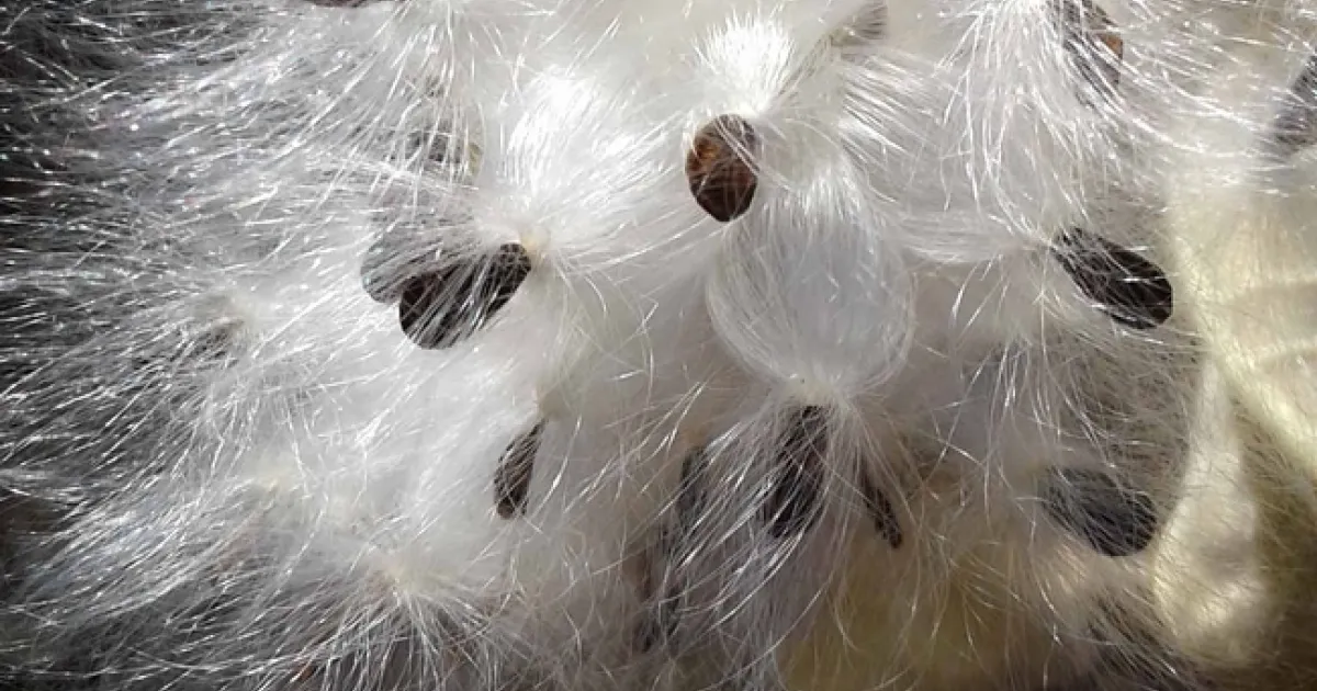 Magical, Mysterious Seeds | UC Agriculture and Natural Resources