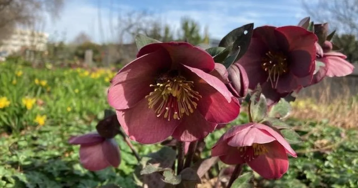 A Rose? | UC Agriculture and Natural Resources