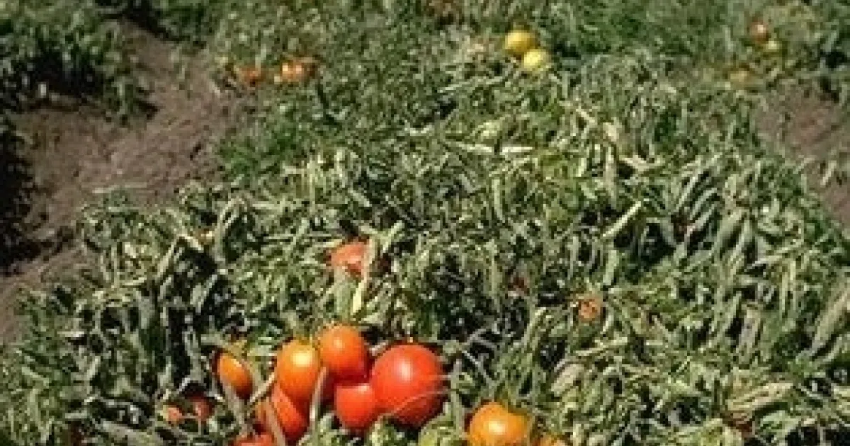 Weed management critical needs for processing tomatoes in CA | UC Weed ...