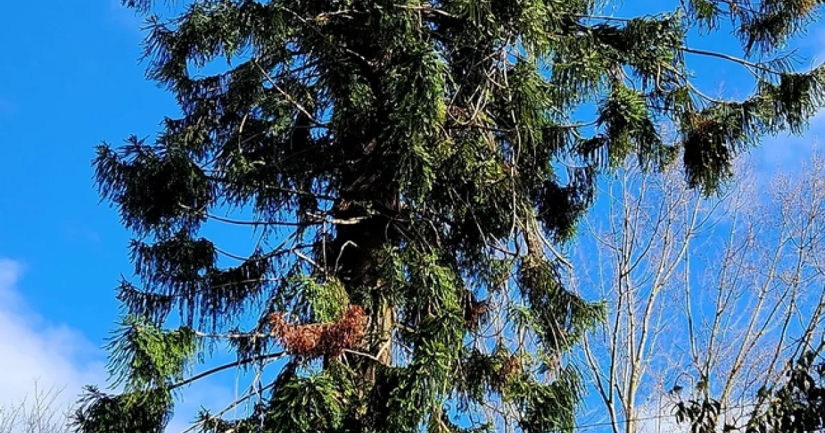 The Bunya-Bunya Nut, a killer or just plain delicious? | UC Agriculture ...