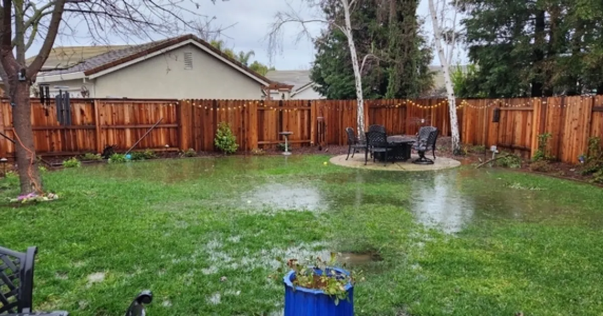 Cómo cuidar las plantas dañadas por las inundaciones | UC Agriculture ...