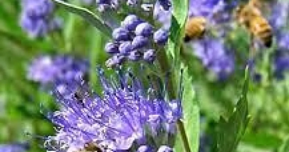 Spring Garden Chores: April, May, and June | UC Agriculture and Natural ...