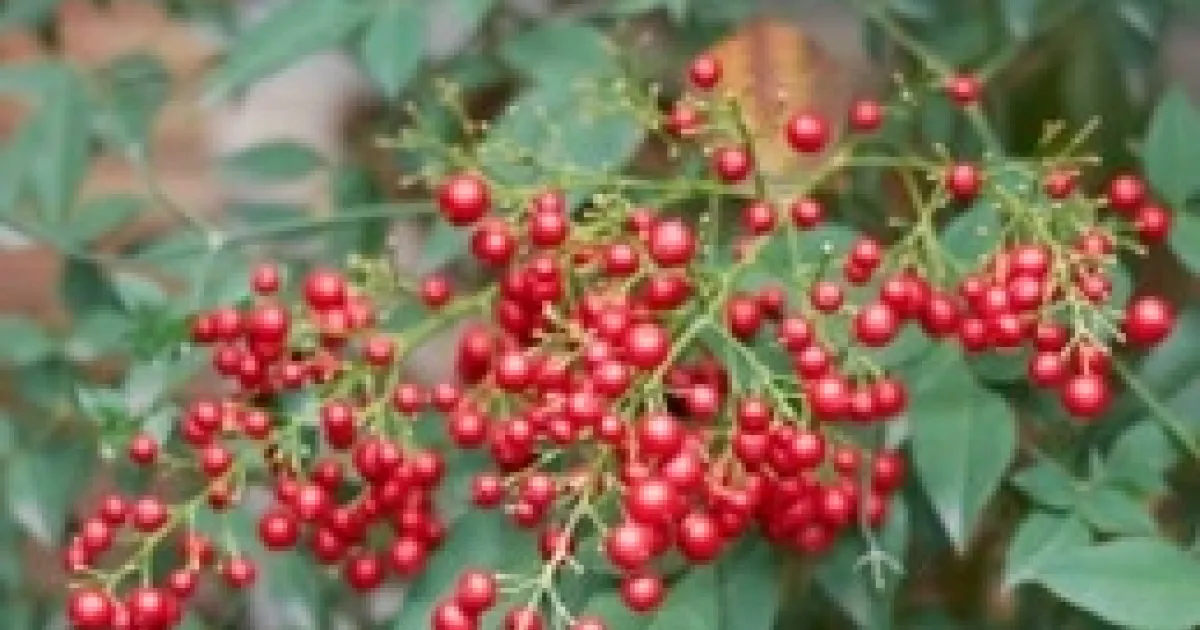 More Evidence of the Benefits of Planting Native Plants | UC ...