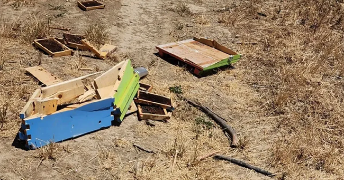 Who Deliberately Runs Over Bee Hives? | UC Agriculture and Natural ...