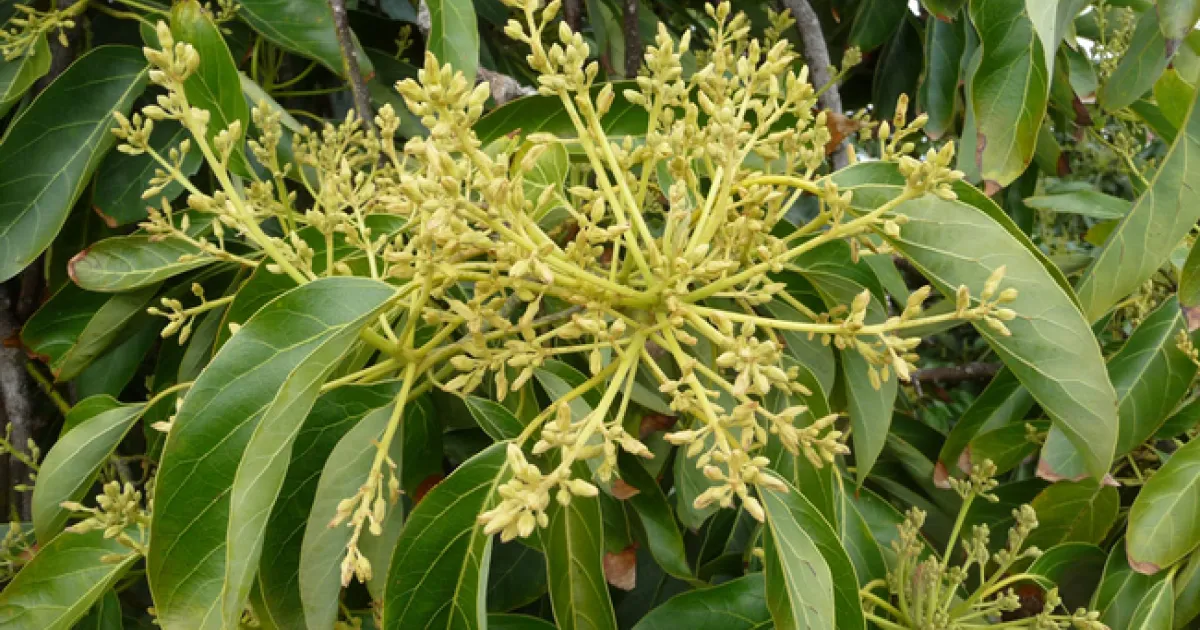 Avocado Flowering, Pollination, Varieties and Markets Webinar | UC ...