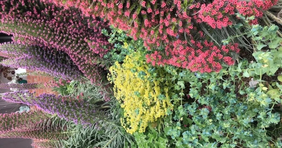 Napa in Full Bloom | Napa Master Gardener Column