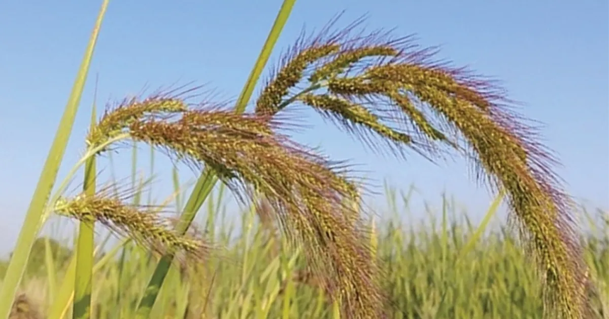 Weed Management in 2023: what can we expect? | UC Weed Science (weed ...