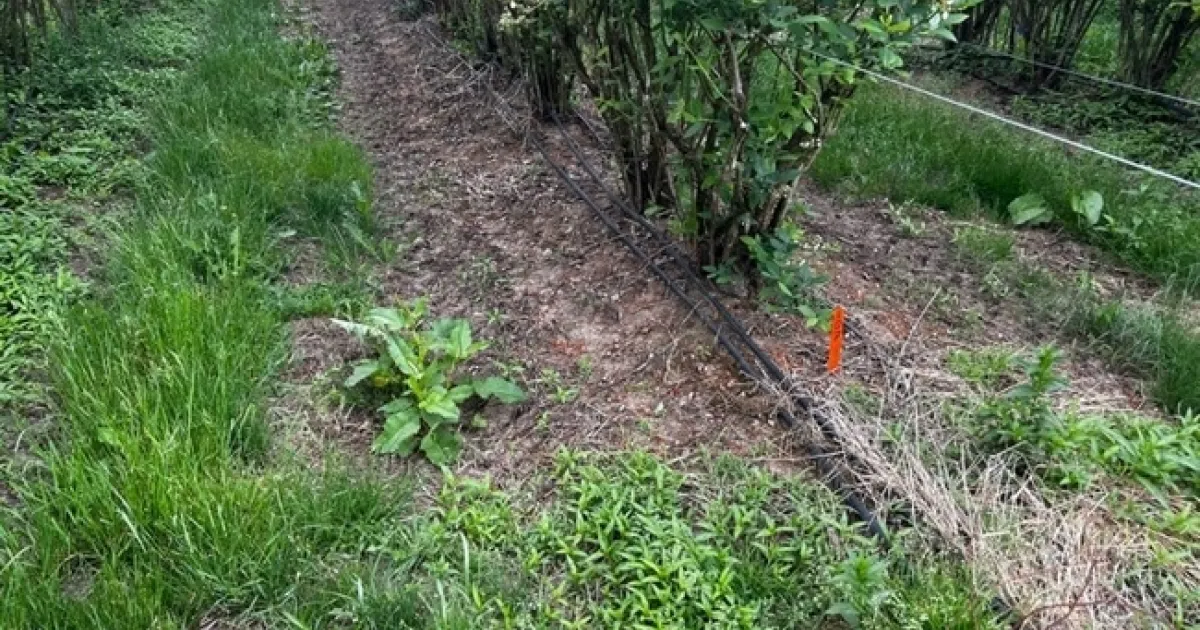 Brake On! A New Herbicide in Highbush Blueberry | UC Weed Science (weed ...