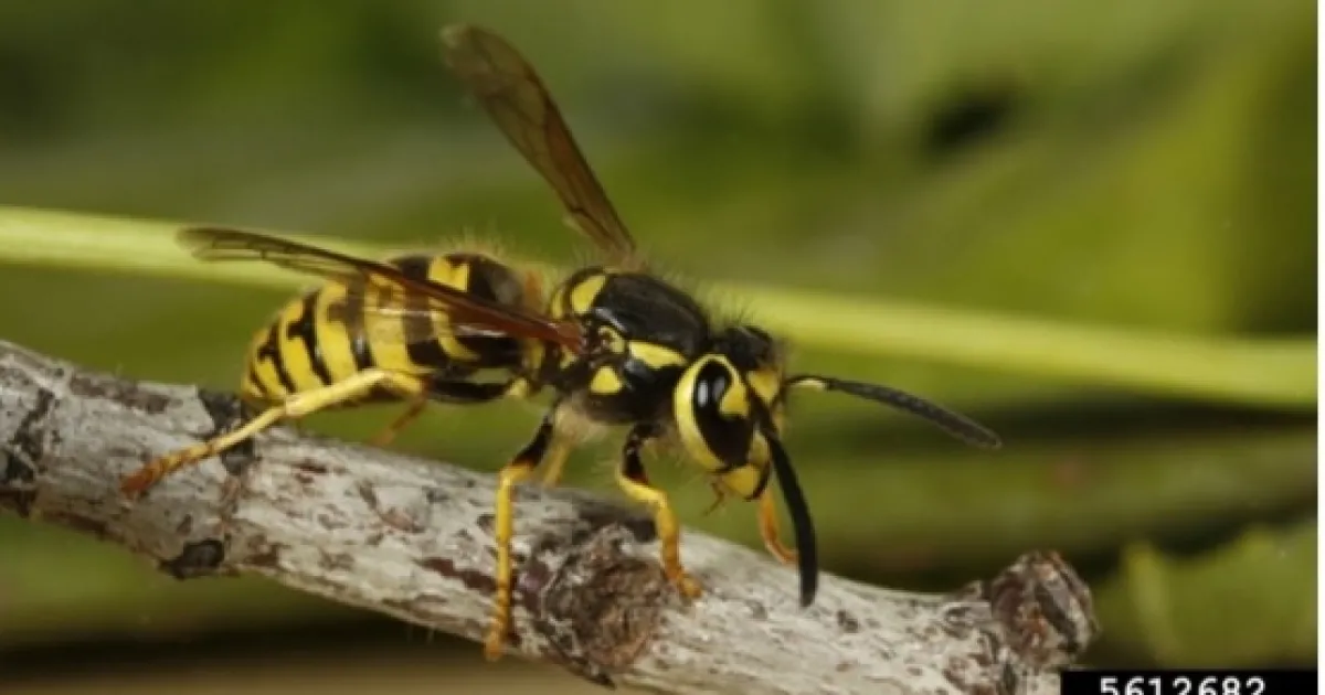 Stinging Insects of Summer | UC Agriculture and Natural Resources