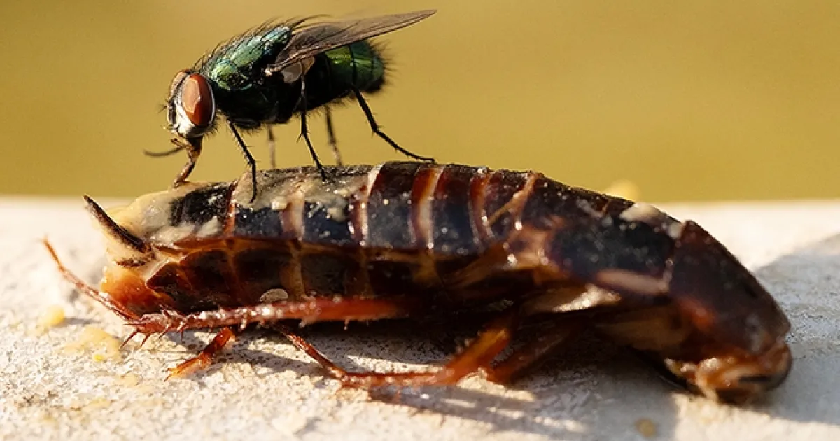 It's Friday Fly Day! | UC Agriculture and Natural Resources