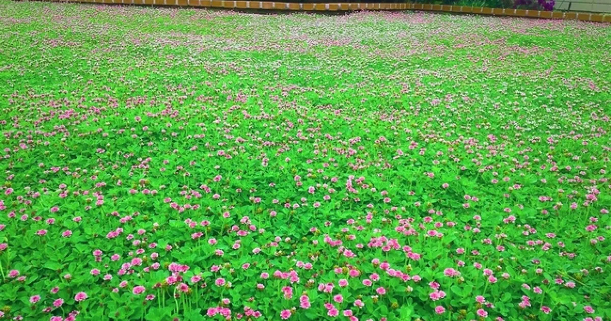 Kurapia: a low water lawn alternative | Napa Master Gardener Column