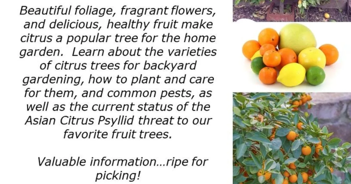 Citrus Success Secrets: From Planting to Pest Control, Master Every ...