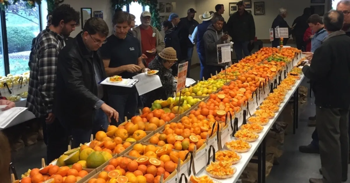 Lindcove REC displays citrus fruit for tasting Dec. 9 | UC Agriculture ...