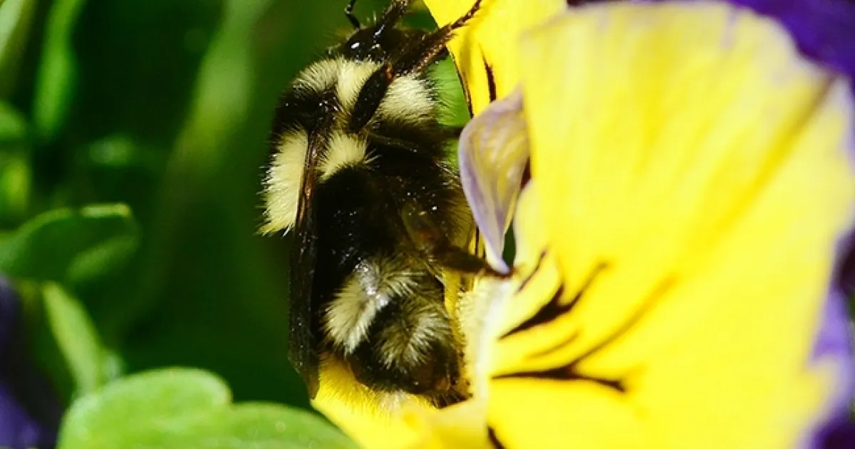 Here's Who Won the Bohart Bumble Bee Contest! | UC Agriculture and ...